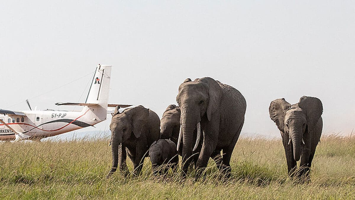 Fly-in Safaris